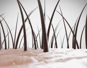 Los folículos pilosos: ¿Qué son los folículos pilosos y cómo funcionan ...